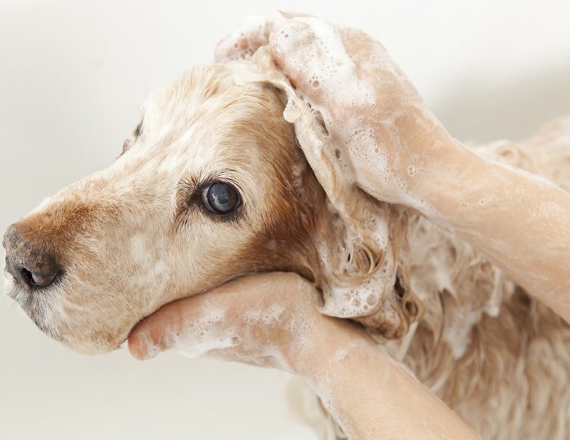 Take A Look Around | Warley Cross Kennels and Cattery